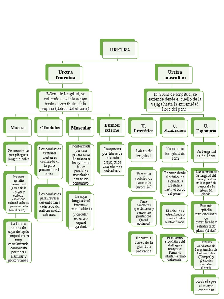 Anatomía comparativa de la uretra femenina y masculina | PDF | Epitelio ...
