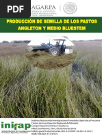 Pasto Buffel. Pennisetum Ciliare (L.) | PDF | Siembra | Aluminio