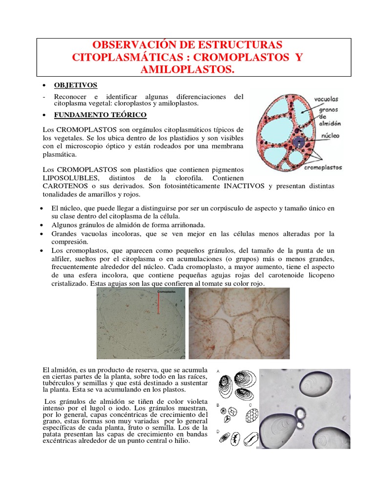 Observación de Cromoplastos y Amiloplastos | PDF | Plantas | Citoplasma