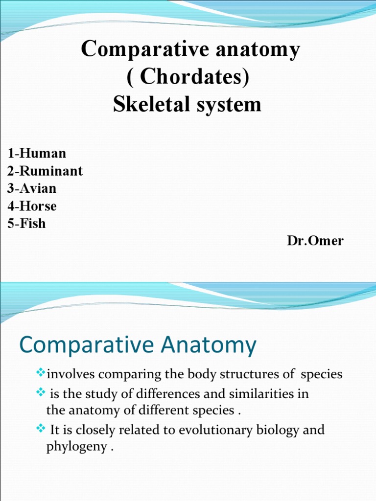 Comparative Anatomy: (Chordates) Skeletal System | PDF | Skeleton ...