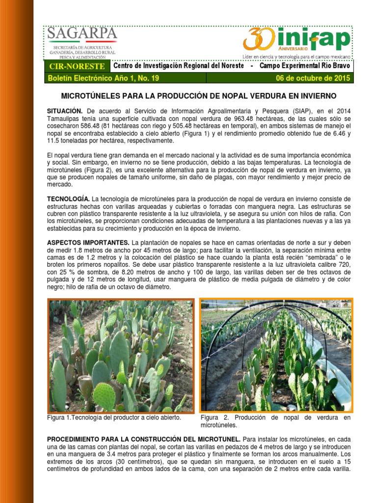 Nopal en Microtuneles | PDF