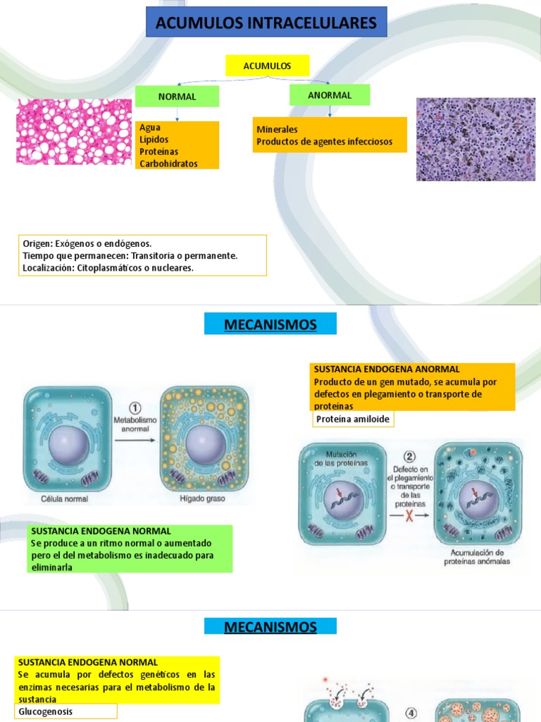 Acumulos Intracelulares | PDF | Proteínas | Metabolismo