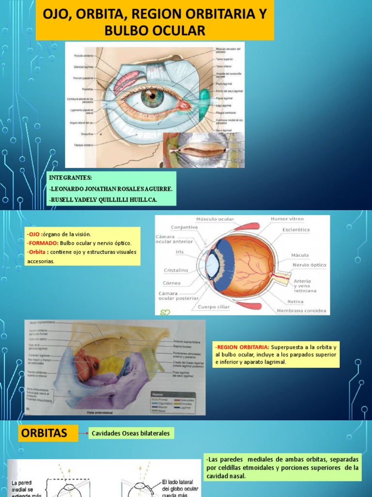 Ojo, Orbita, Region Orbitaria y Bulbo | PDF | Ojo humano | Ojo