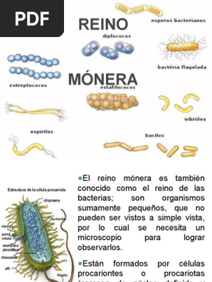 Tipos De Monera Diversidad De Formas Del Reino Monera | Inst. Brig.