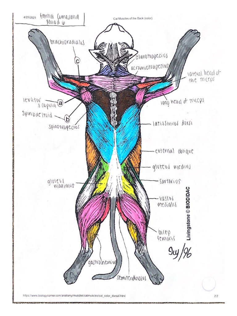 Cat Body Labeling and Coloring | PDF