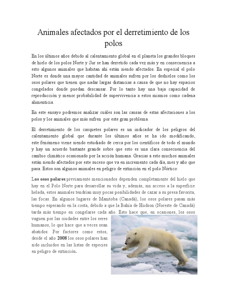 Ensayo de Animales de Los Polos | PDF | Oso polar | Extinción