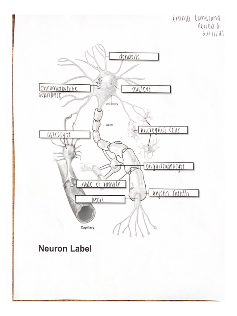 Neuron Labeling Worksheet | PDF
