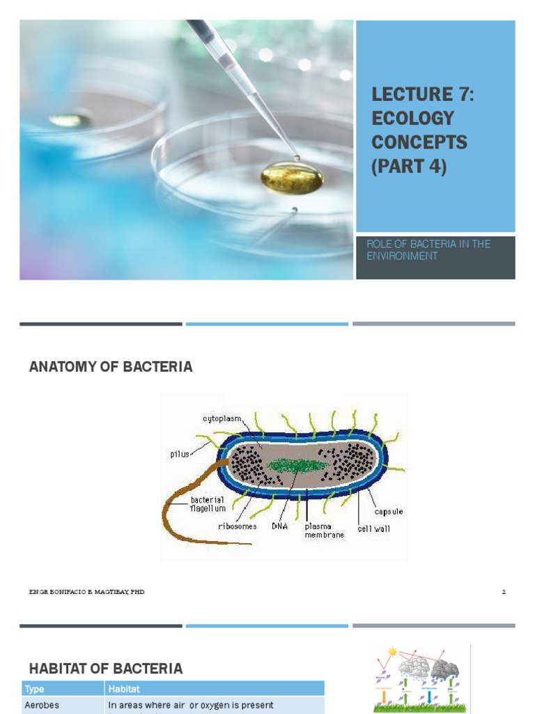 Bacterial Ecology and Growth Dynamics | PDF | Bacteria | Microbiology