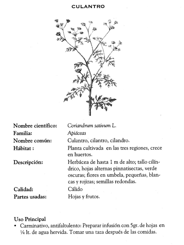 CULANTRO | PDF