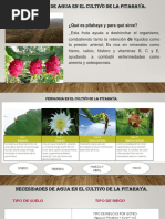 Estados Fenológicos Arándano | PDF | Ramas de la botánica | Botánica