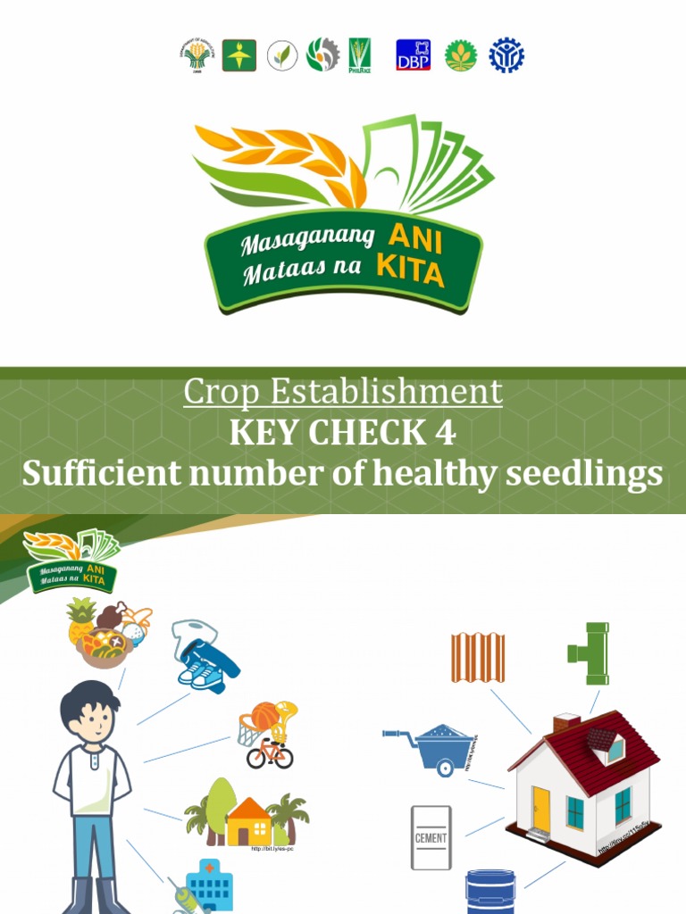 6 KeyCheck 4 | PDF | Rice | Seedling