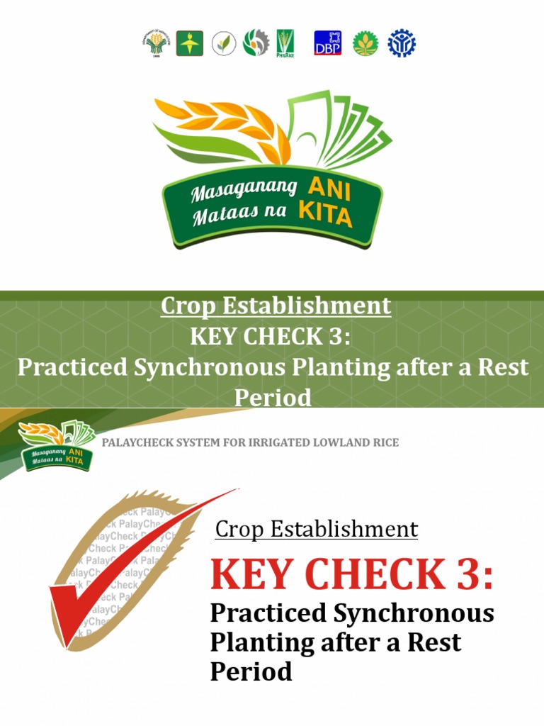 Crop Establishment Key Check 3: Practiced Synchronous Planting After A ...