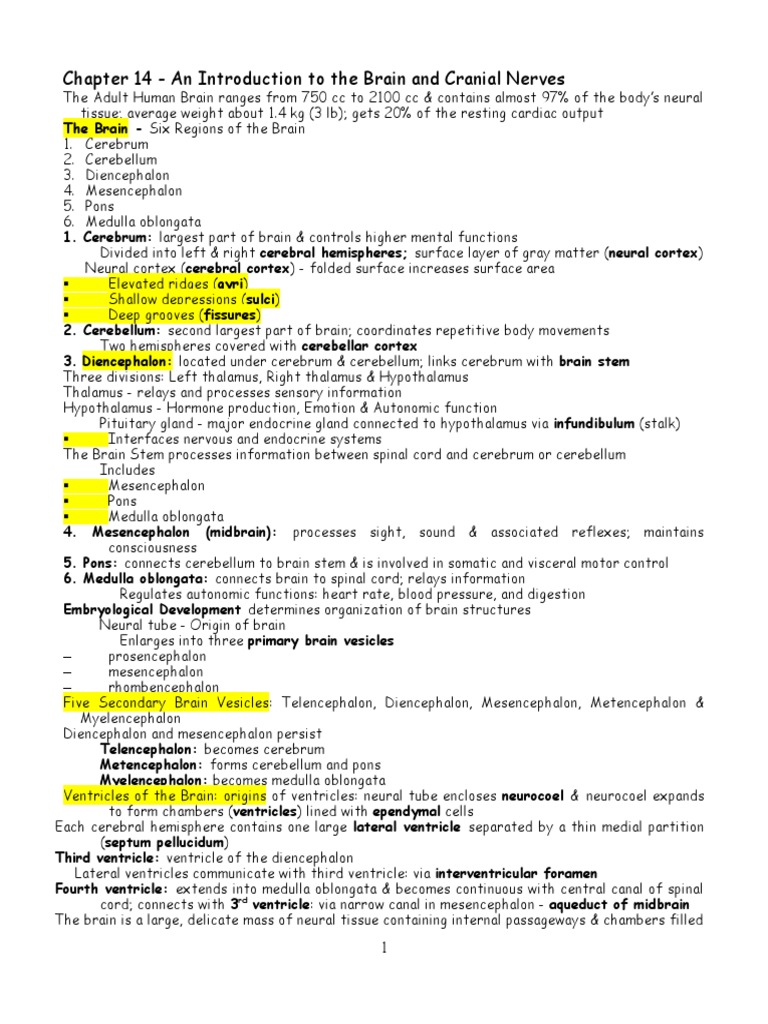 Chapter 14 - An Introduction To The Brain and Cranial Nerves | PDF | Cerebrospinal Fluid ...