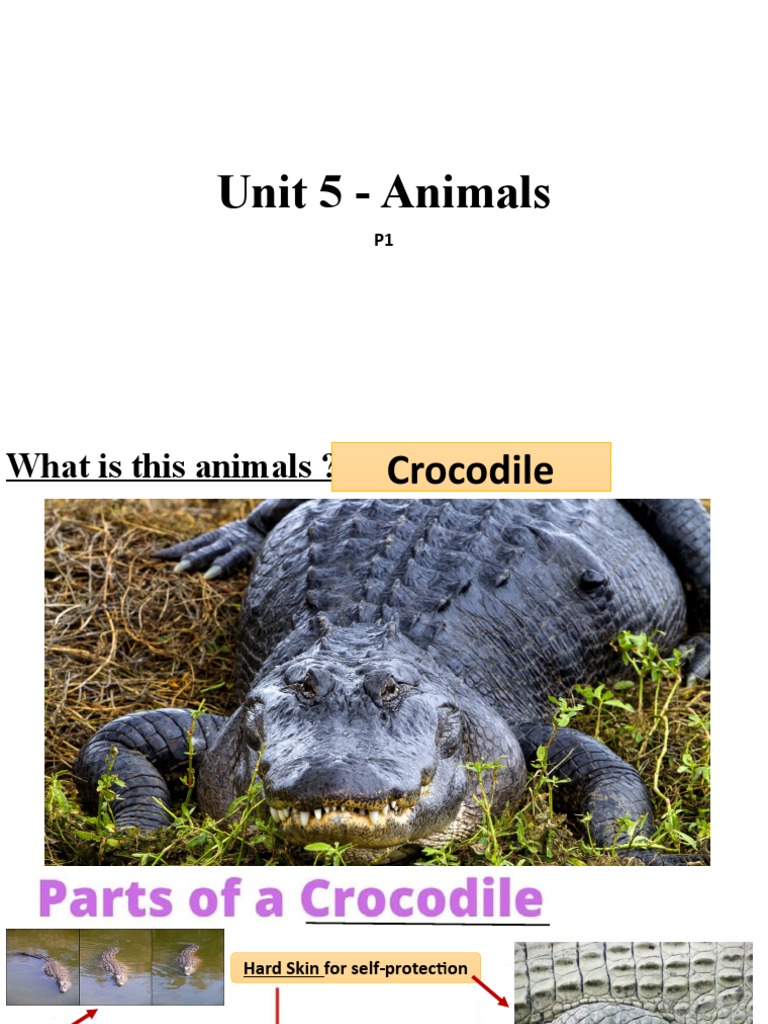 P1 Unit 5 - Animals | PDF | Frog | Crocodile