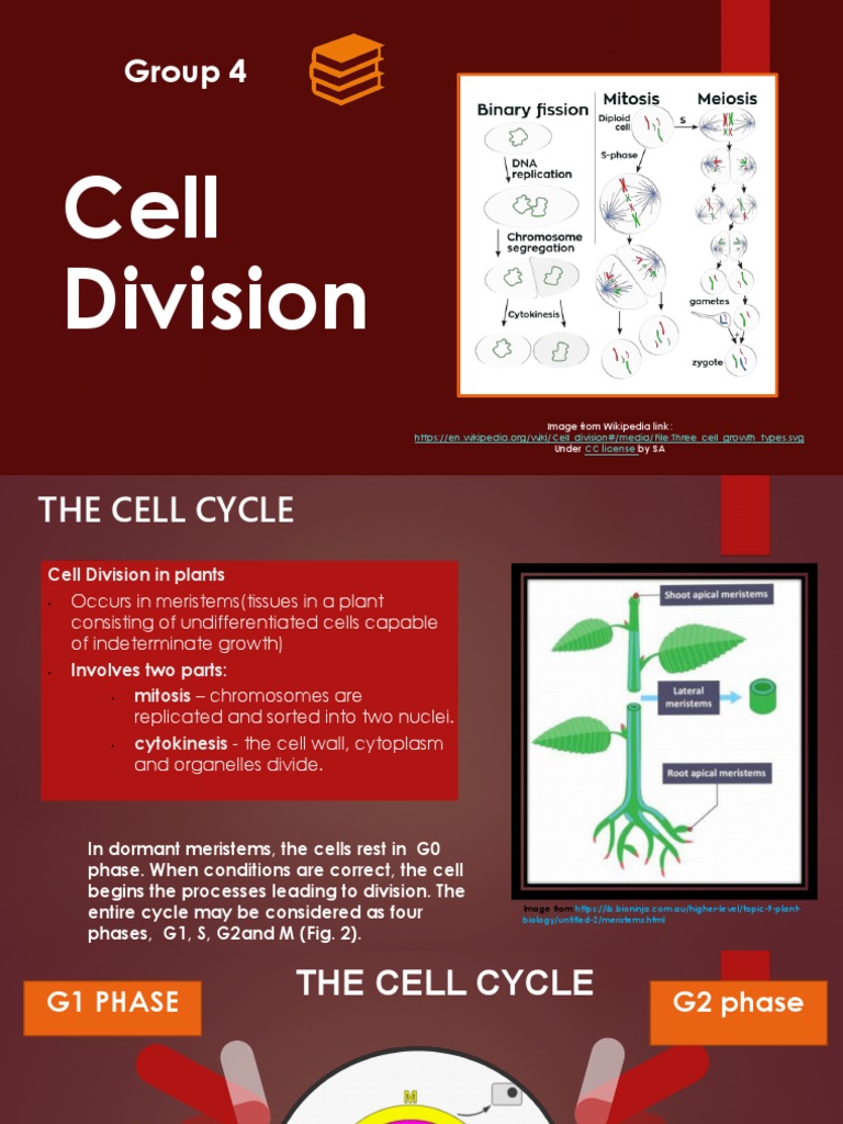 Cell Division in Plants | PDF | Meiosis | Mitosis