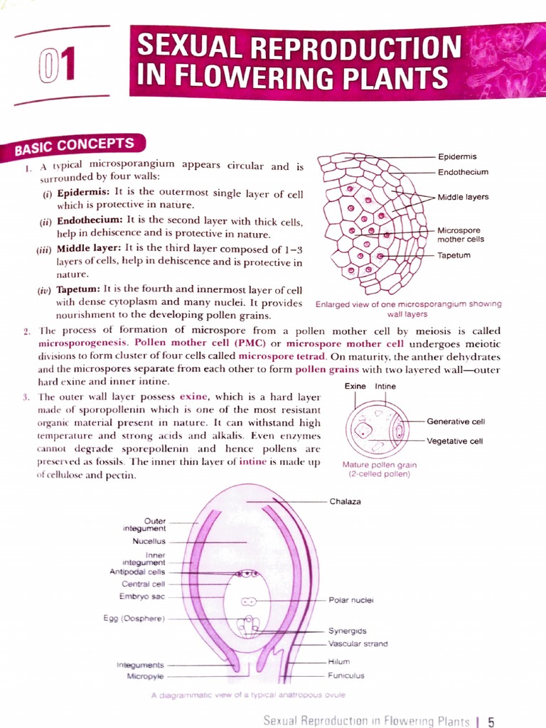 Class 12th Biology Short Revision Notes | PDF | Pollen | Fertilisation