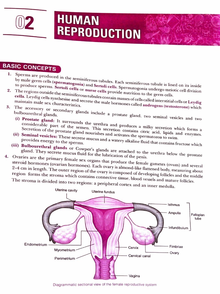 Human Reproduction | PDF | Menstrual Cycle | Ovary