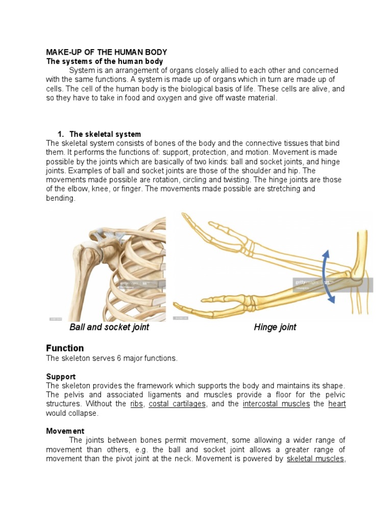 Make-Up of The Human Body | PDF | Muscle | Skeleton
