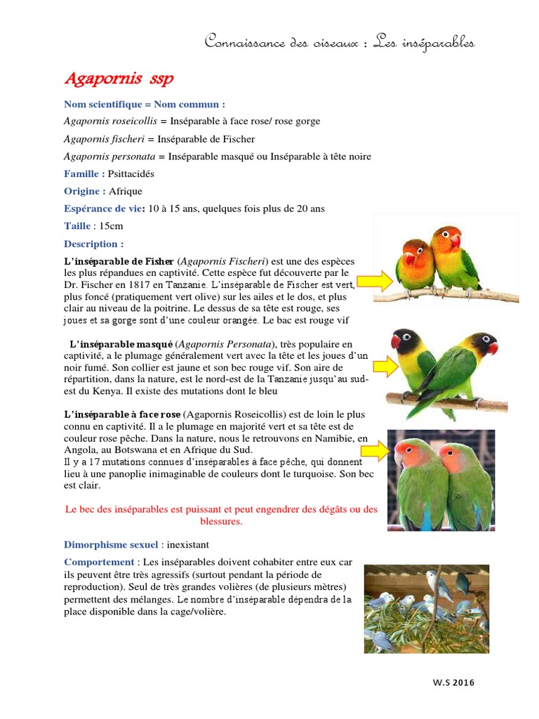 Guide des Inséparables : Espèces et Soins | PDF | Paraves | Ornithologie