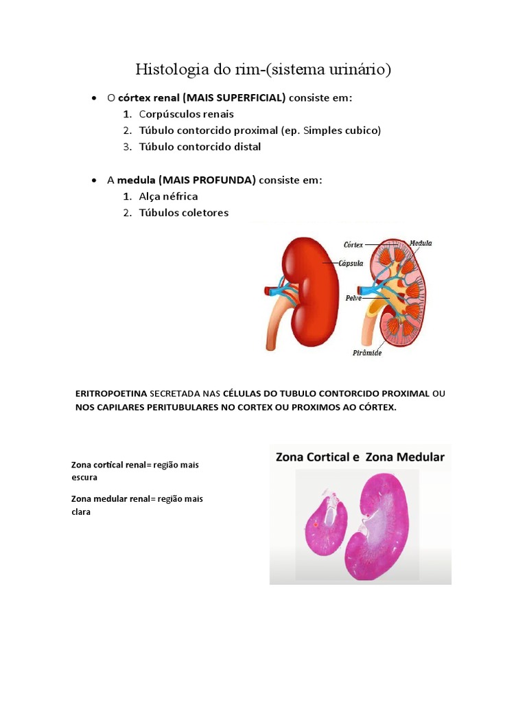 Estrutura e função do néfron renal | PDF | Rim | Sistema urinário