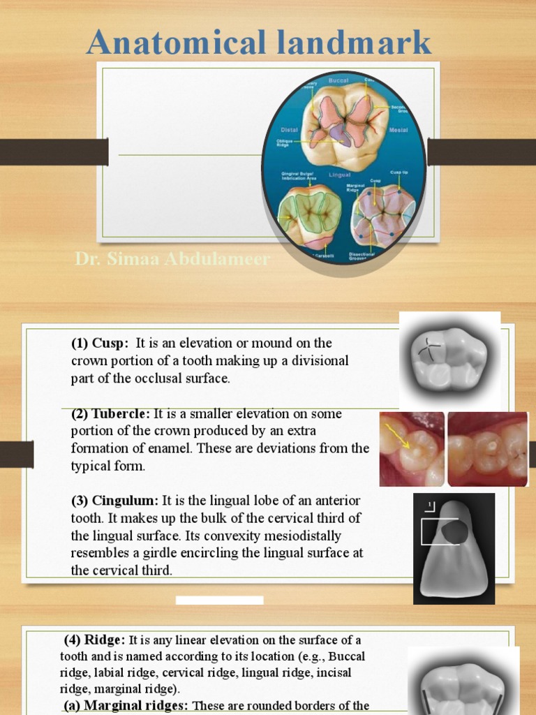 Anatomical Landmark: Dr. Simaa Abdulameer | PDF | Animal Anatomy ...