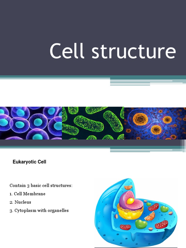 Bio Lecture 2 Cell Structure | PDF | Cell (Biology) | Mitochondrion