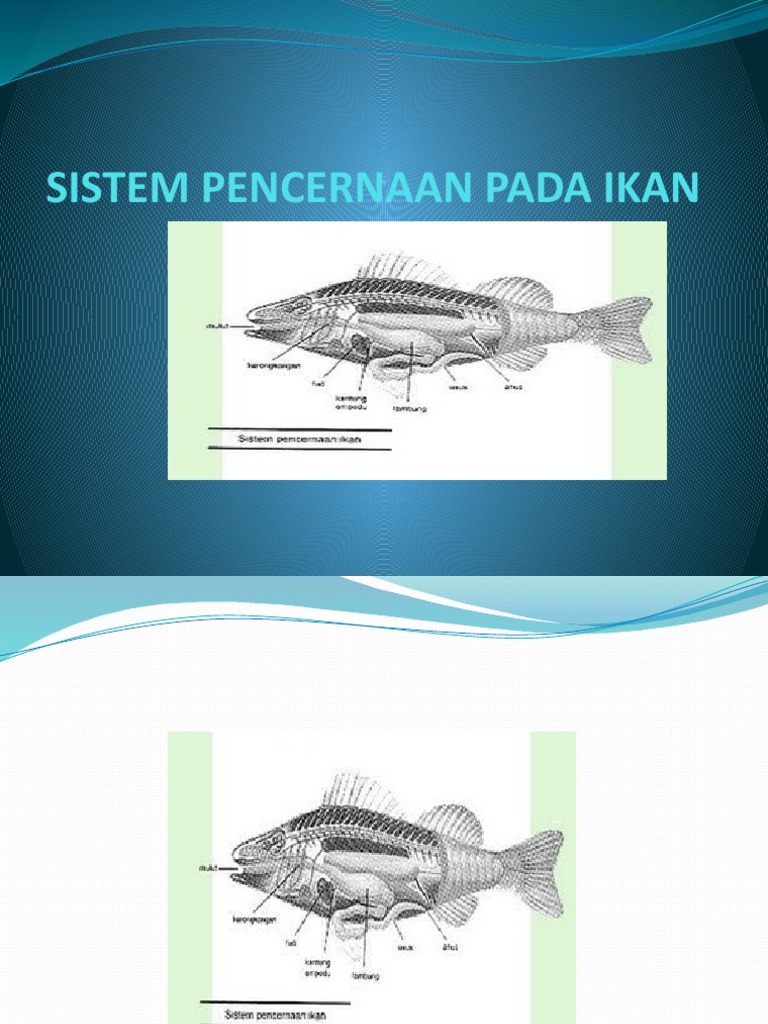 Sistem Pencernaan Pada Ikan | PDF