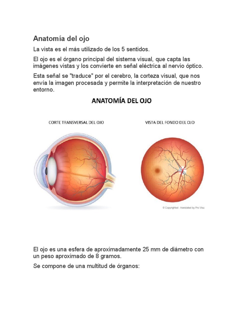 Diagrama Anatómico Del Ojo Anatomía Del Ojo Humano Con Sección