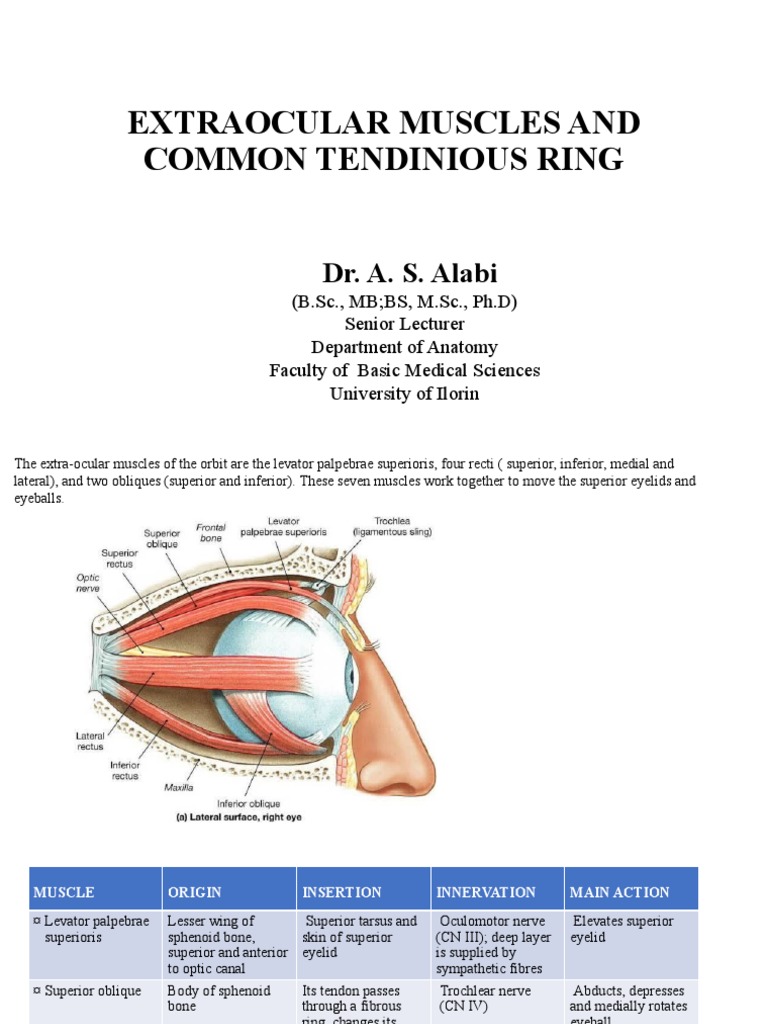Extraocular Muscles and Common Tendinous Ring | PDF | Human Head And ...