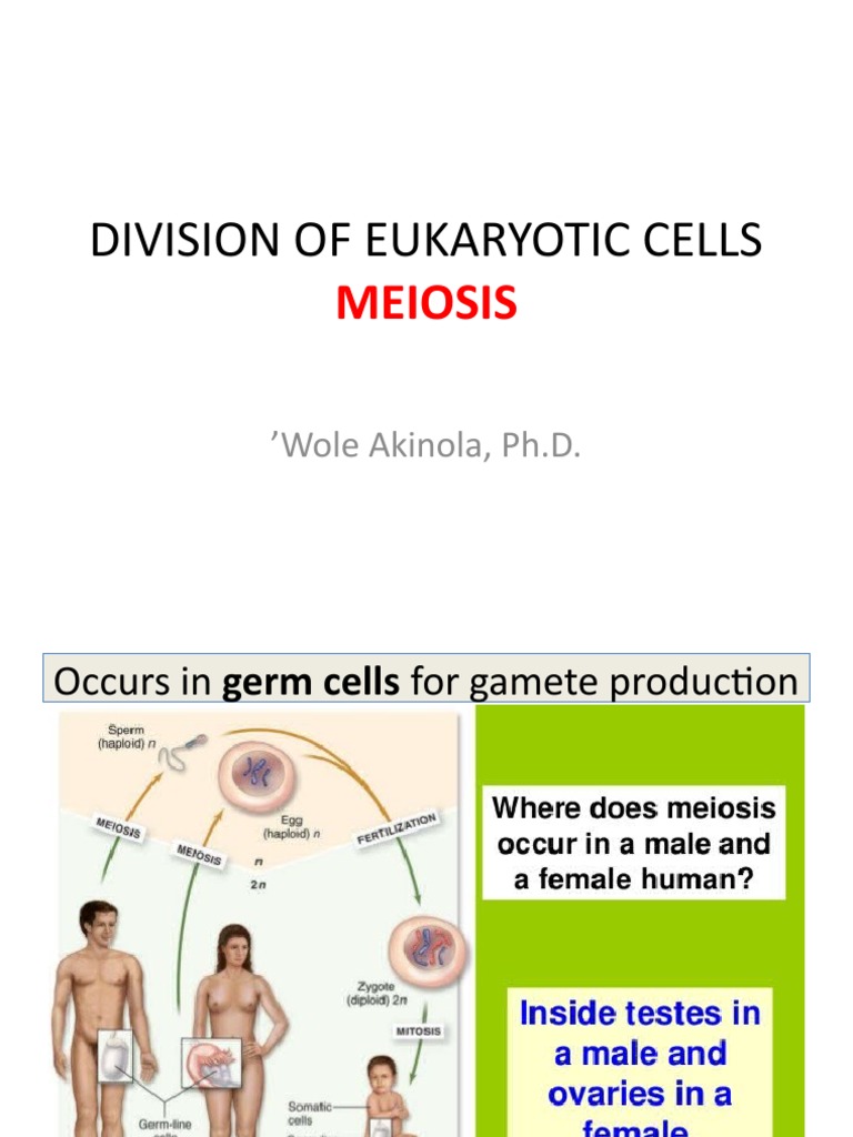 5 Cell Division MEIOSIS | Descargar gratis PDF | Meiosis | Ploidy