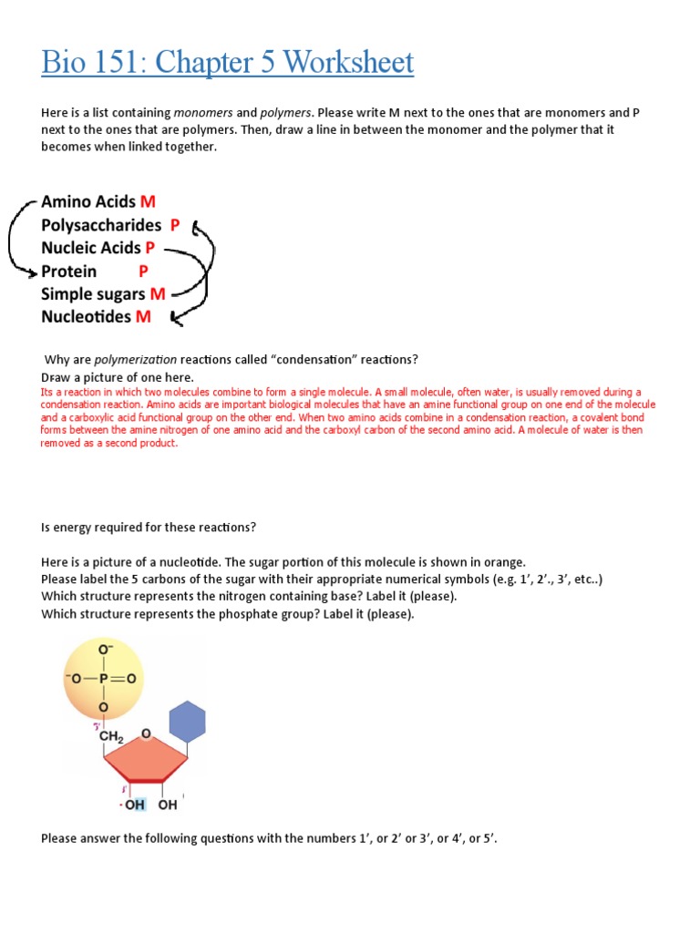 Monomers and Polymers Worksheet Guide | PDF | Nucleotides | Dna