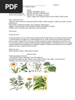 NASTAVNI LISTIĆ Gradivne I Zbirne Imenice - A | PDF