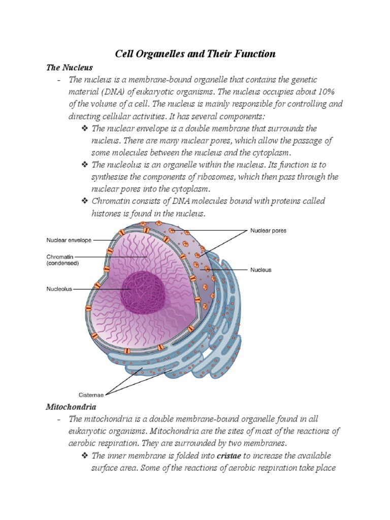 Biology Project | PDF | Cell Nucleus | Endoplasmic Reticulum