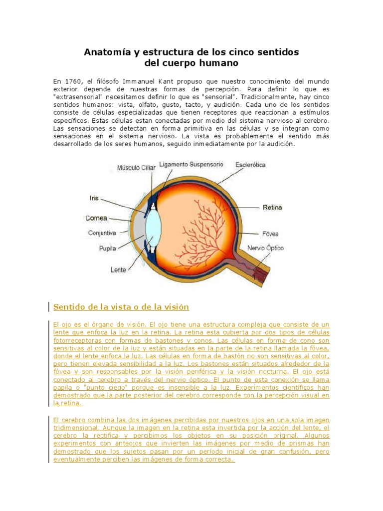 5 Sentidos | PDF | Receptor (Bioquímica) | Oído