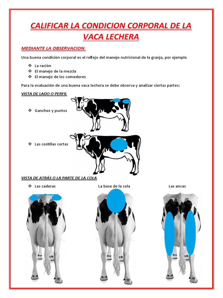 Condicion Corporal de La Vaca | PDF