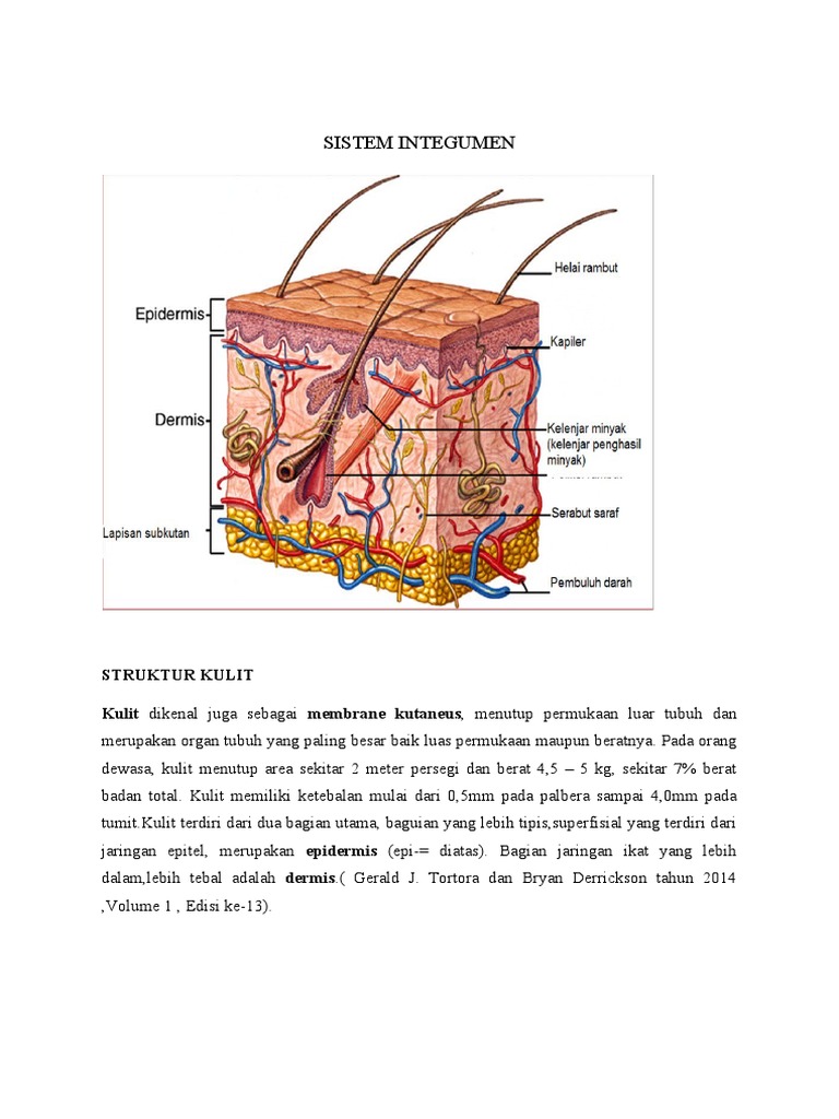 Struktur dan Fungsi Kulit | PDF