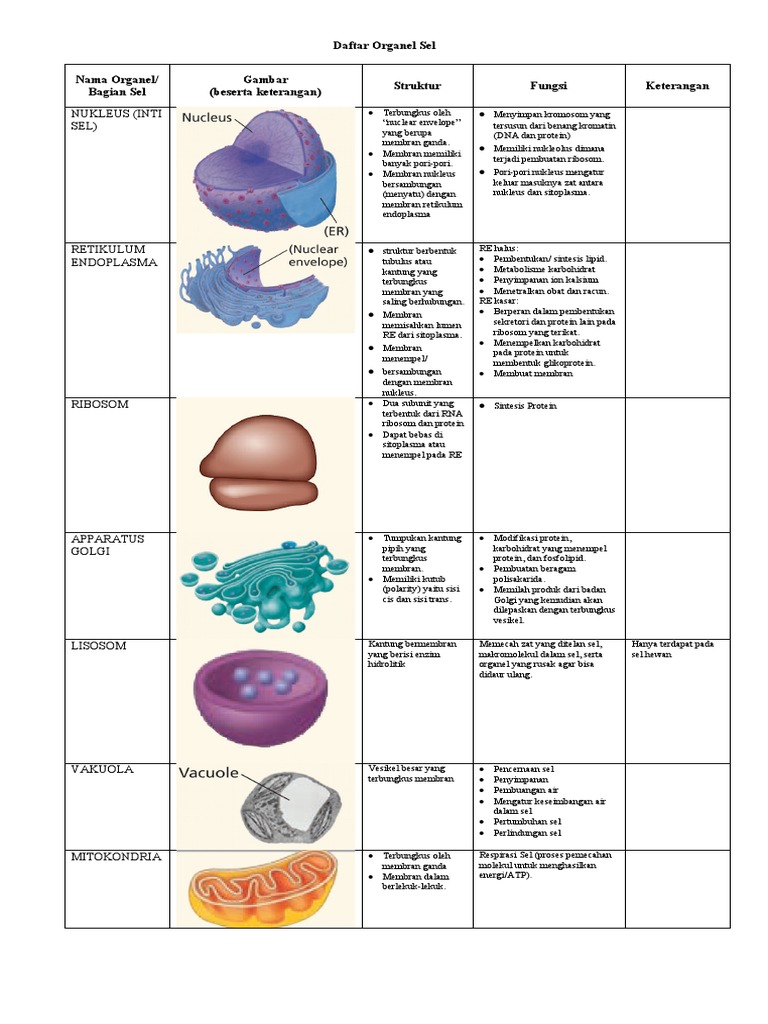 Tabel Organel Sel | PDF