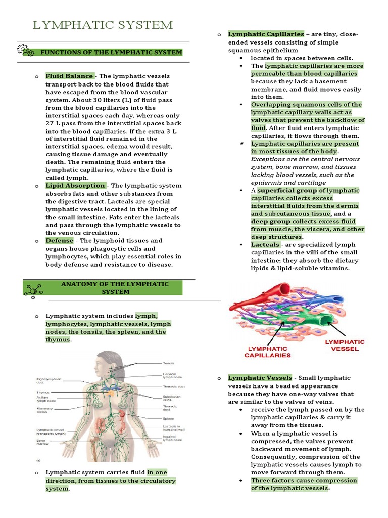 Lymphatic System | PDF | Lymphatic System | Immune System