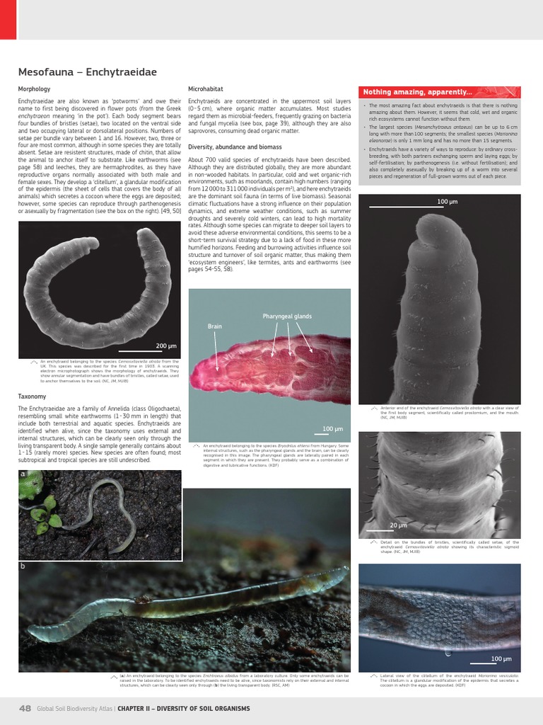 Enchytraeids Potworms | PDF | Zoology | Biology
