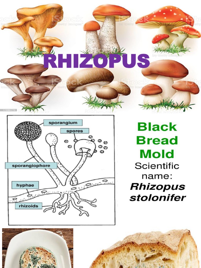 Rhizopus Main | PDF | Sexual Reproduction | Spore