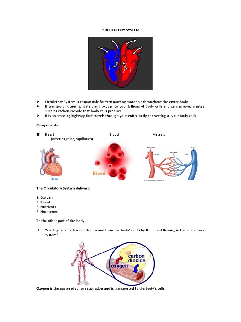 Circulatory System | PDF | Heart | Heart Valve