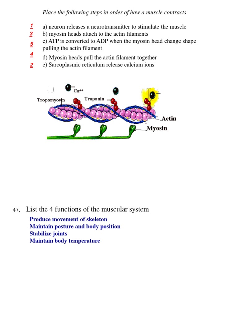 Muscular System Study Guide 2015 Answers | PDF | Muscle Contraction ...