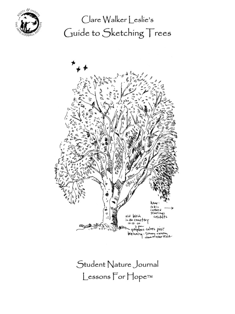 Guide to Tree Sketching PDF | Trees | Leaf