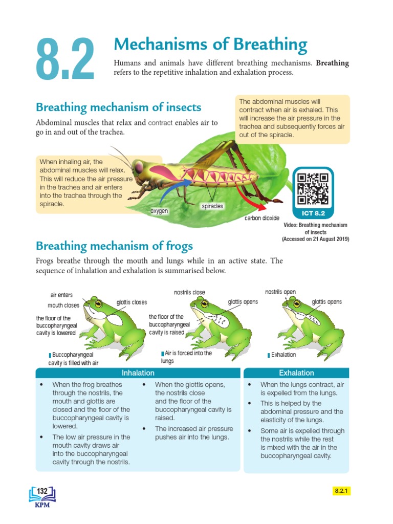 Insect and Frog Breathing Mechanisms | PDF | Breathing | Exhalation