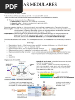 Tracto Rubroespinal | PDF | Cerebro | Neuroanatomía