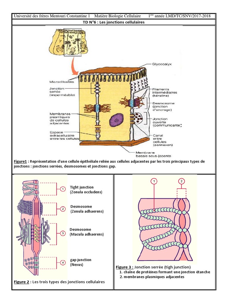 Types de jonctions cellulaires | PDF | Membrane cellulaire | Cellule ...