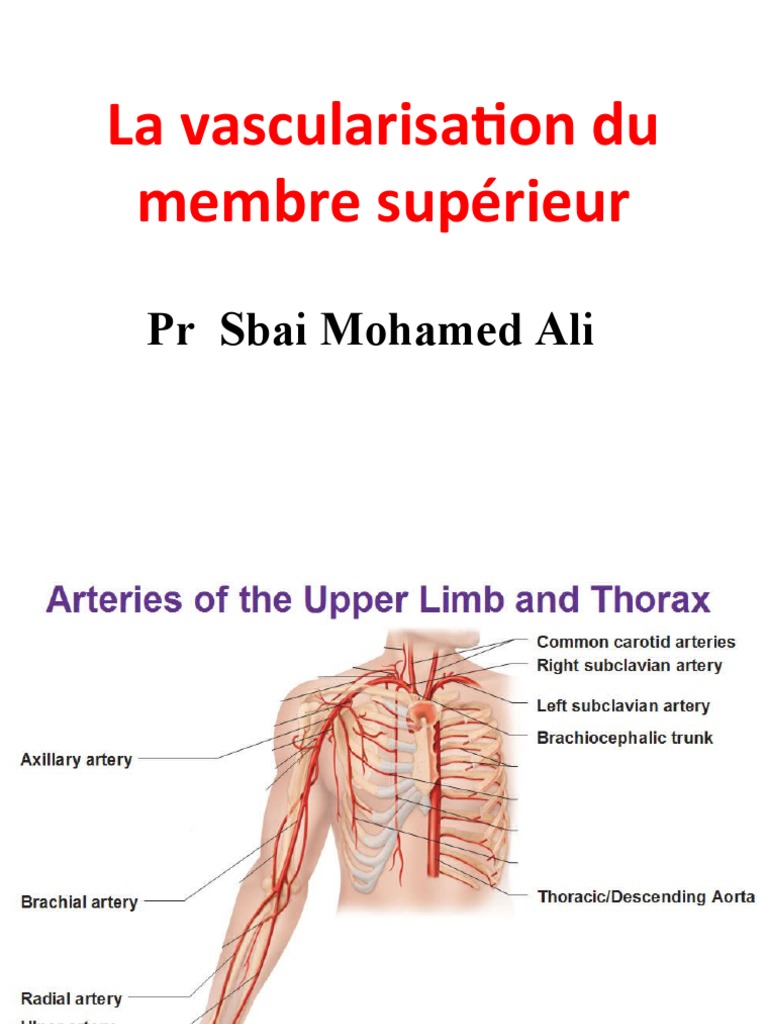 Vascularisation MS | PDF | Main | Bras