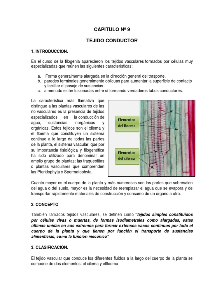 Capítulo 9 Tejido Conductor | PDF | Botánica | Ramas de la botánica
