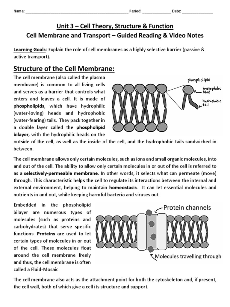 GUIDED READING & Video Notes - Cell Membrane & Transport | PDF | Cell ...