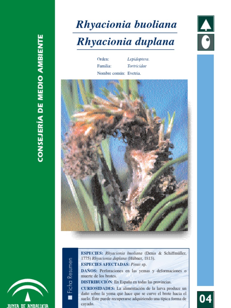 Rhyacionia | PDF | Crisálida | Lepidópteros
